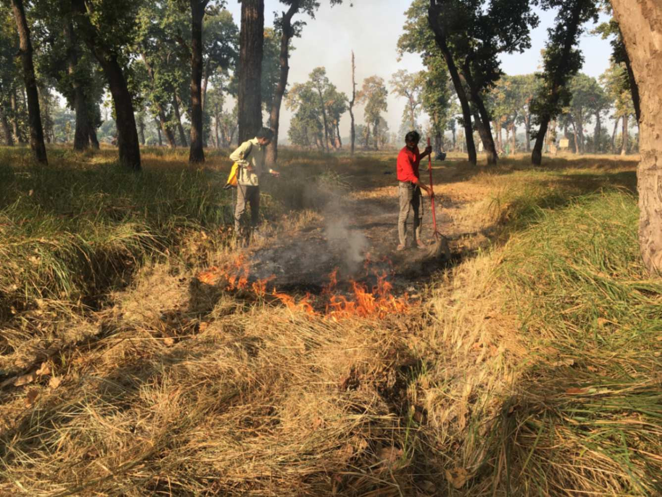 Silvicultural activities Gallery - National Conservation and ...