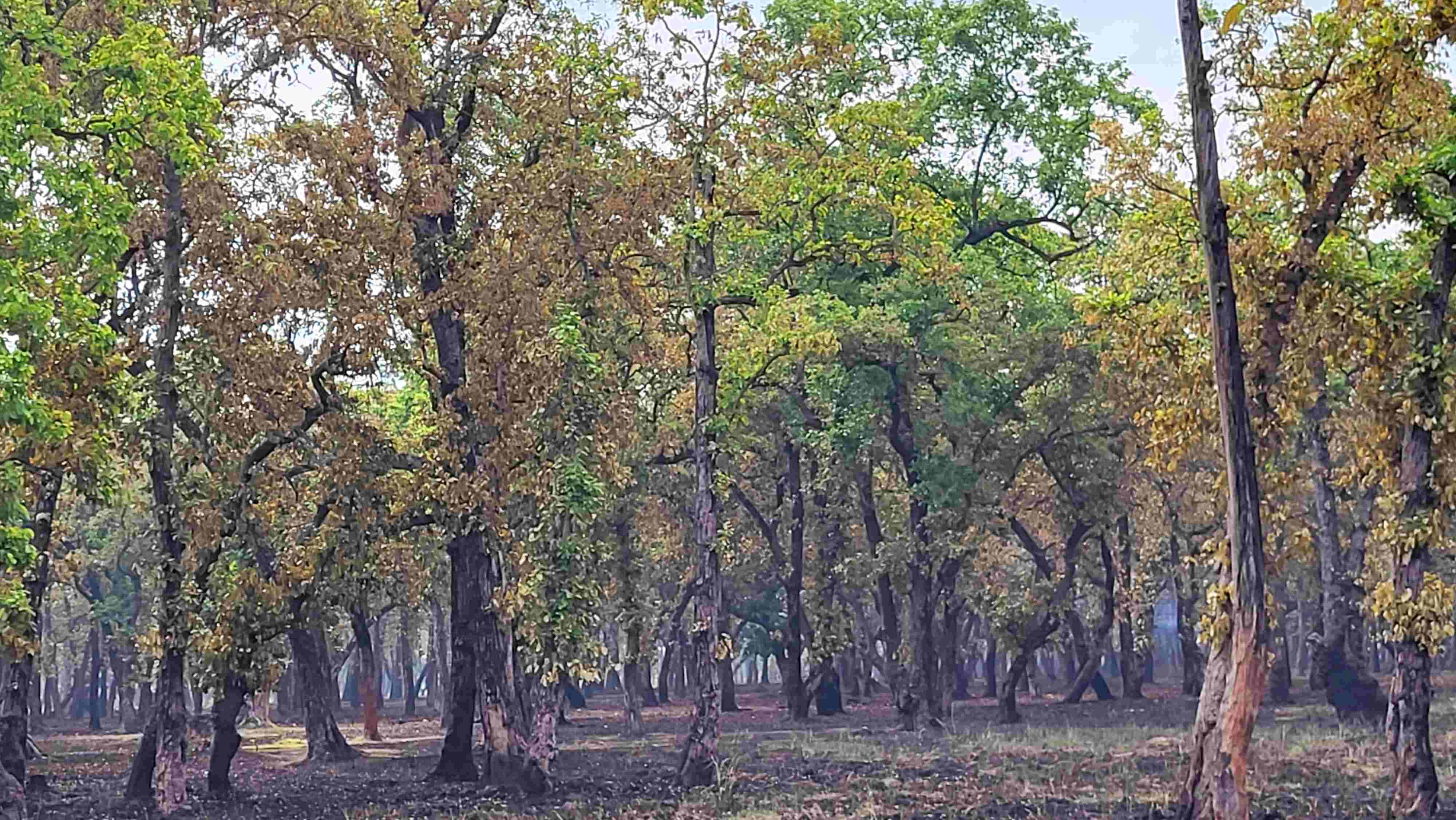 Forest Restoration Gaidahawa Project (FRGP) - National Conservation and ...